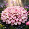 500 to 1,500pcs multi-leaved Hostas for Planting-(Non-Artificial)-Easy ...