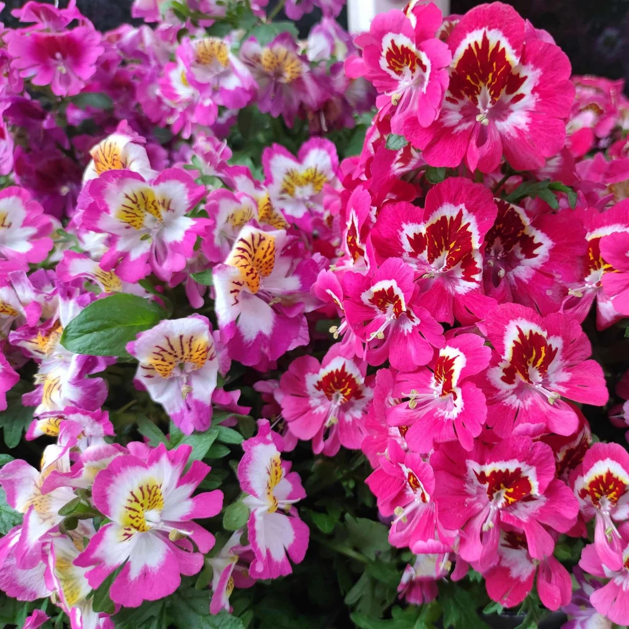 5000+ Angel Wings Butterfly Flower Seeds for MHD1Planting - Schizanthus ...