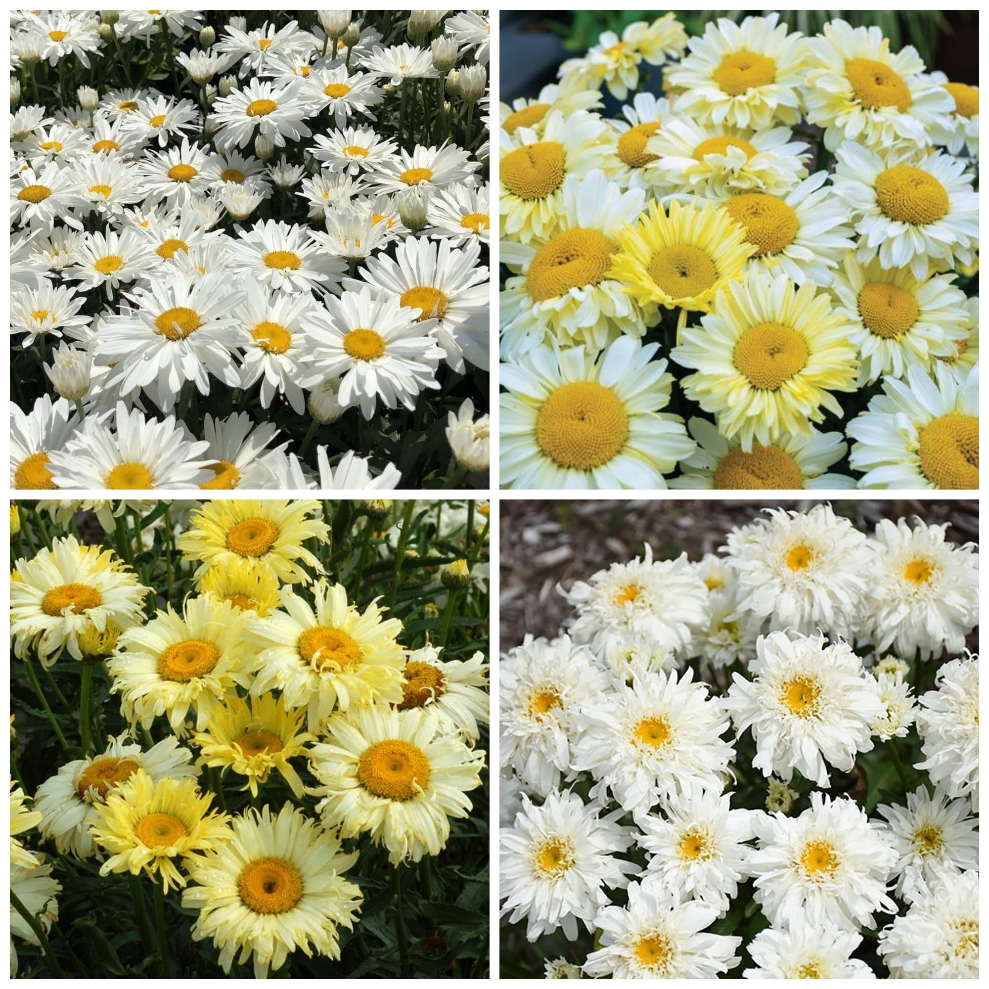 5000+ Chrysanthemum Shasta Daisy Seeds for SMRPlanting - Non-GMO Heirloom Shasta Daisy Seeds ...