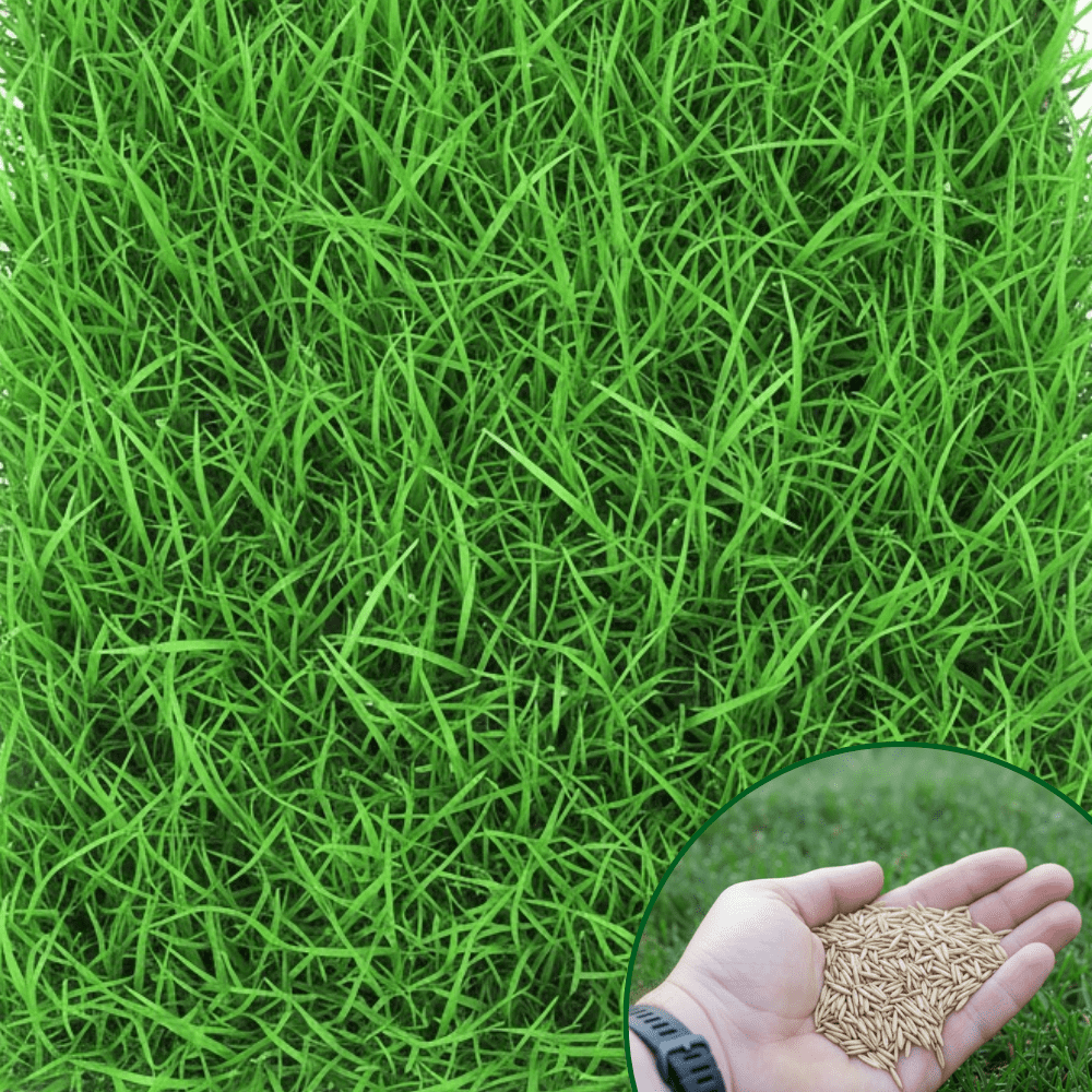 5000 Emerald Zoysia Grass Seeds, Dense Green Zoysia Grass Seeds for ...
