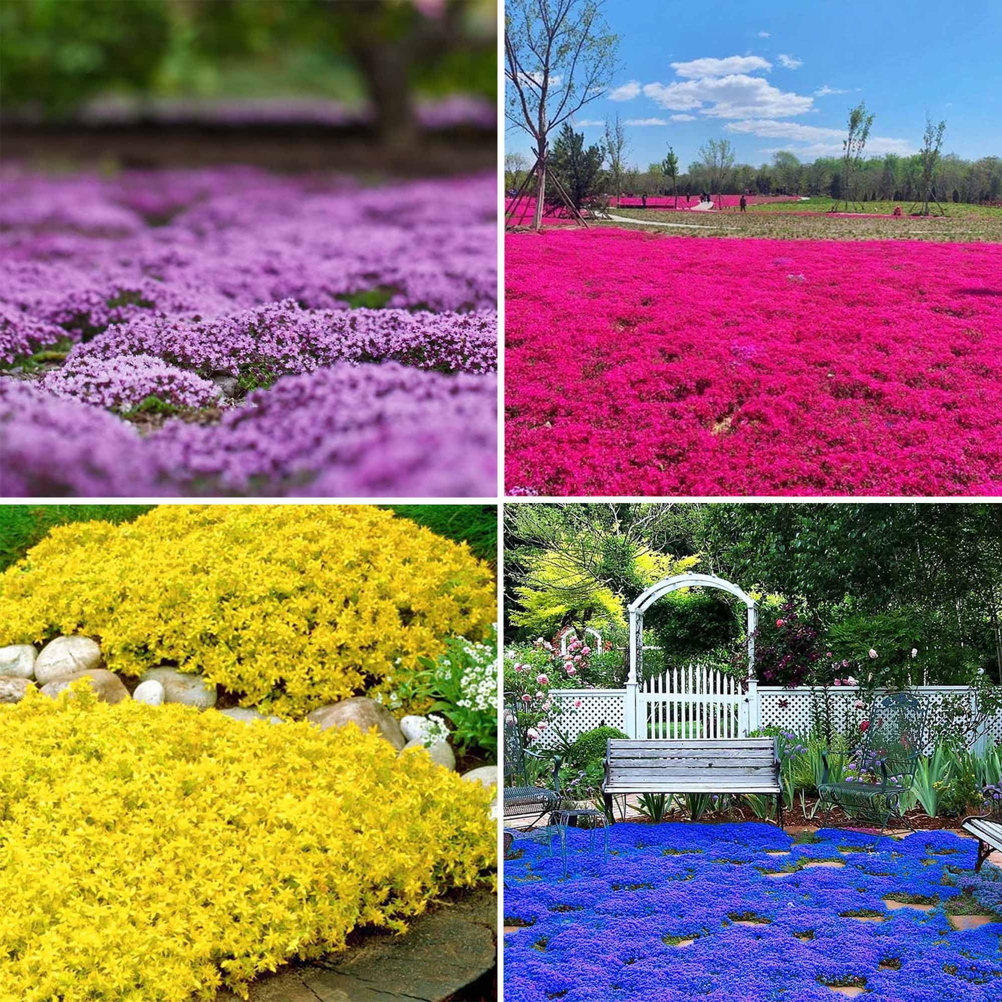 5000+ Mix Creeping Thyme Seeds Ground Cover for Planting - 4 Colours Thymus Serpyllum Heirloom ...