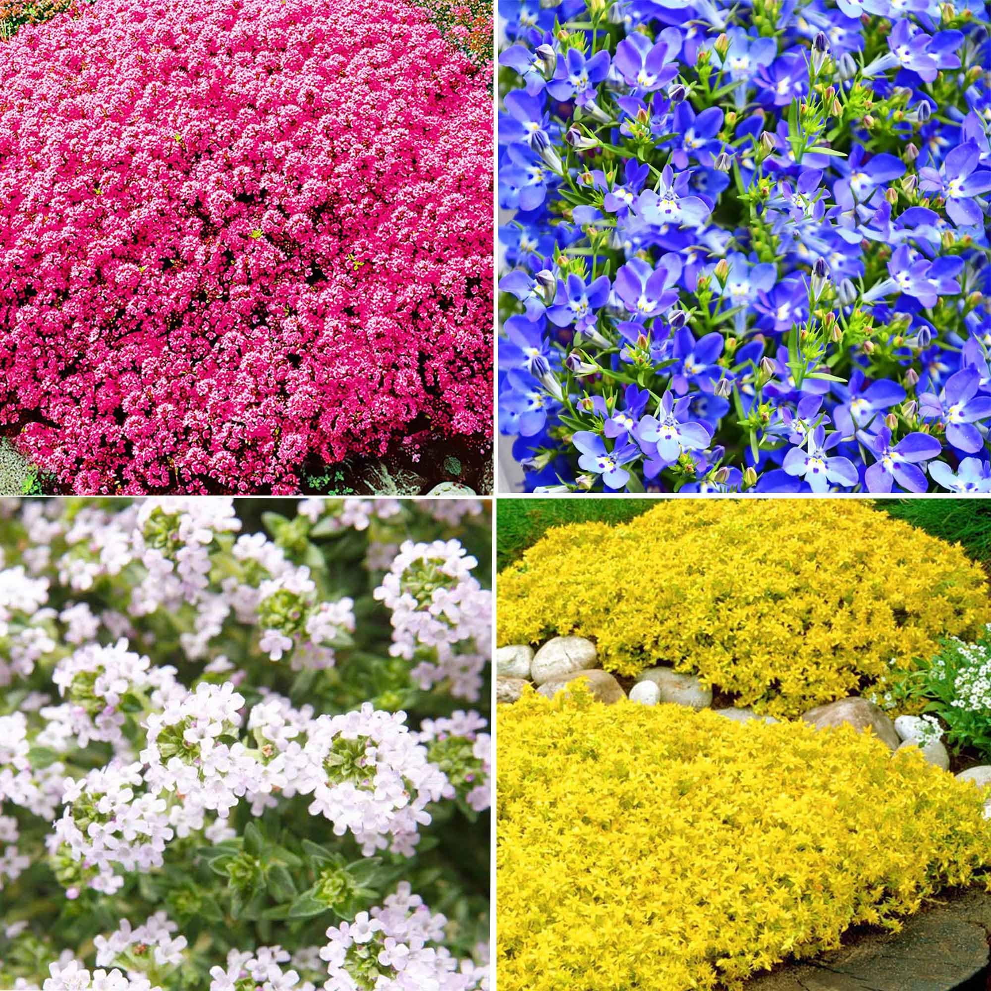 5000+ Mix Creeping Thyme Seeds Ground Cover for Planting -Heirloom Non-GMO Thyme Purple, White ...