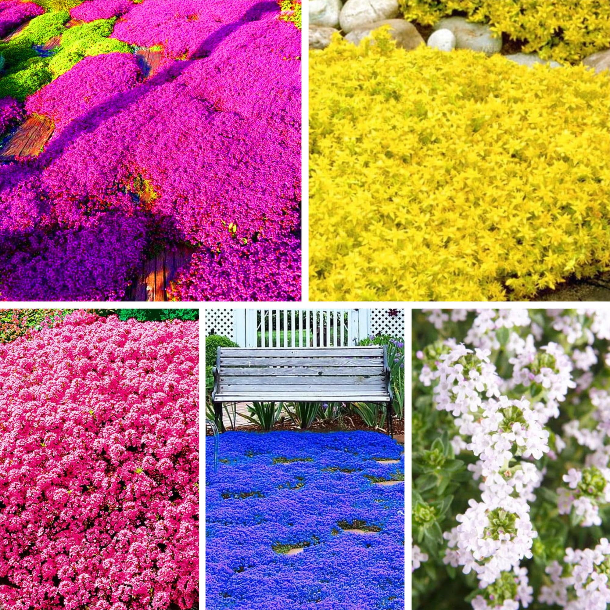 5000+ Mix Creeping Thyme Seeds for Planting Ground Cover Plants, Heirloom Non-GMO Thyme, 5 ...