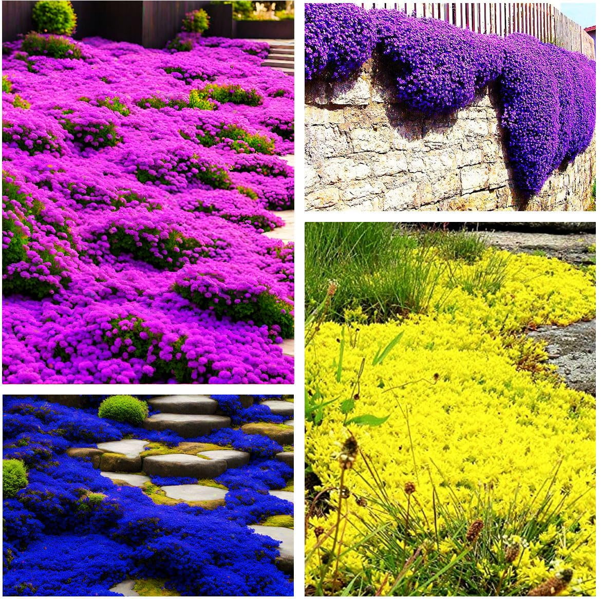 5000+ Mix Magic Creeping Thyme Seeds MVR1 Ground Cover for Planting - 4 ...