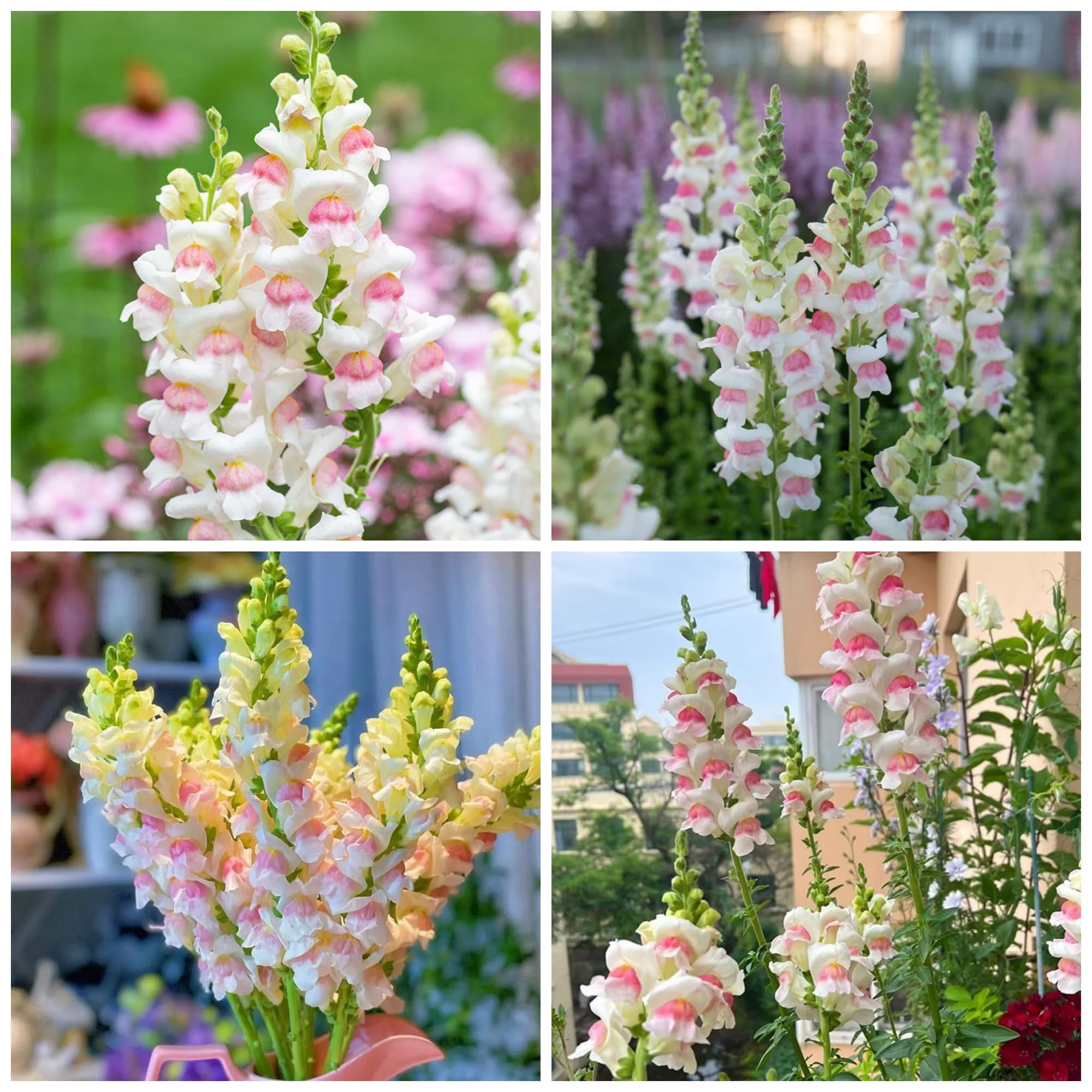 5000+ Mix Snapdragon Flower Seeds for ITL1 Planting, Beautiful Flowers to Plant in Your Garden ...