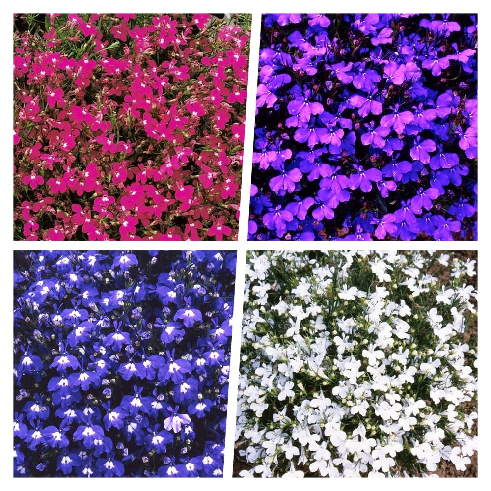5000+ Perennial Cascade TWE5 Mixture Lobelia Seeds for Planting ...