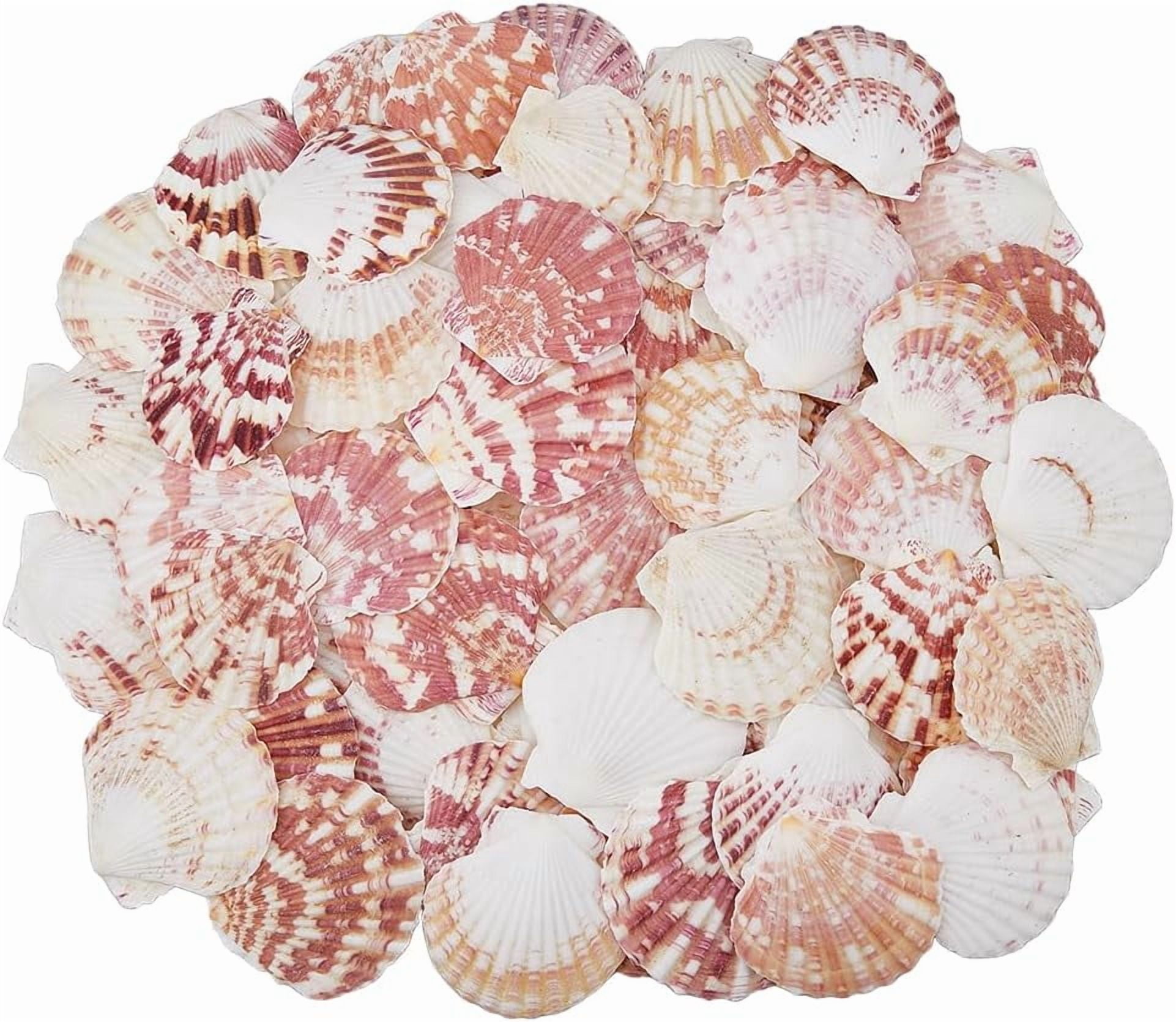 500G 99PCS Natural Seashell 5-6cm Scallop Shells Sea Beach Shells Large ...