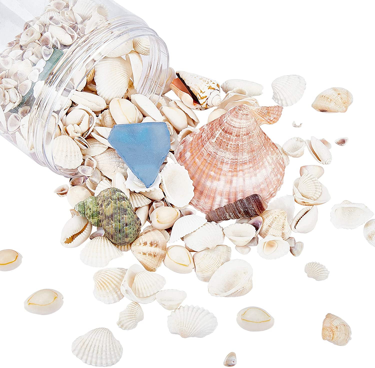 500g 10 Styles Mixed Natural Sea Shells No Hole Ocean Beach Shell ...