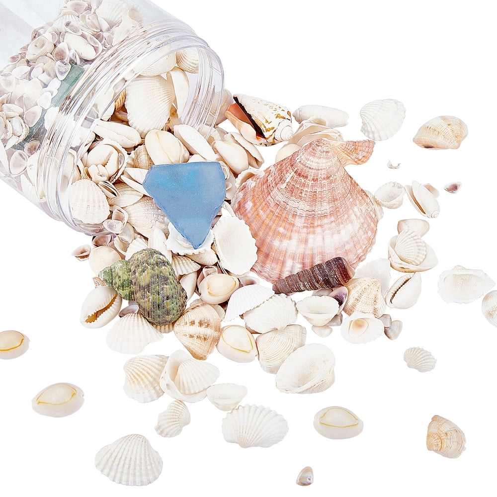 500g 10 Styles Mixed Natural Sea Shells No Hole Ocean Beach Shell ...