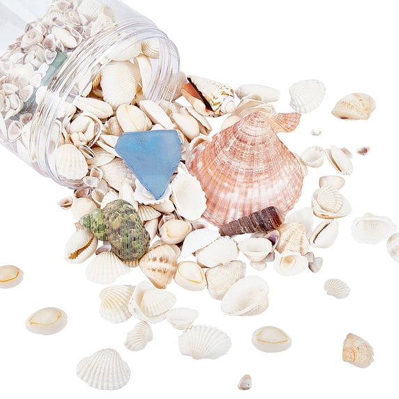 500g 10 Styles Mixed Natural Sea Shells No Hole Ocean Beach Shell ...