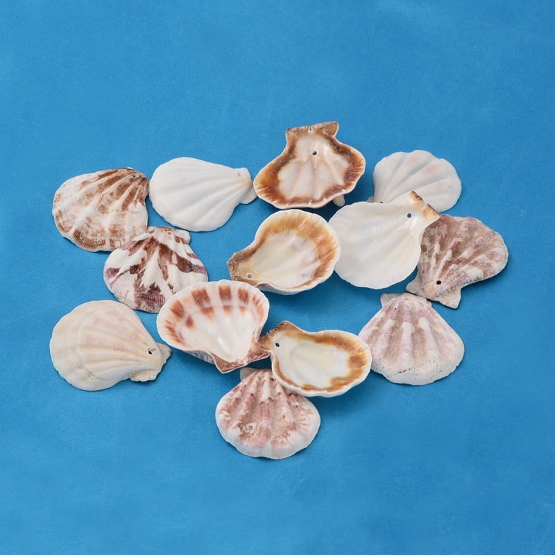 500gs Natural Scallop Shell Beads Sea Shell Beads Dyed Mixed Color 32 ...
