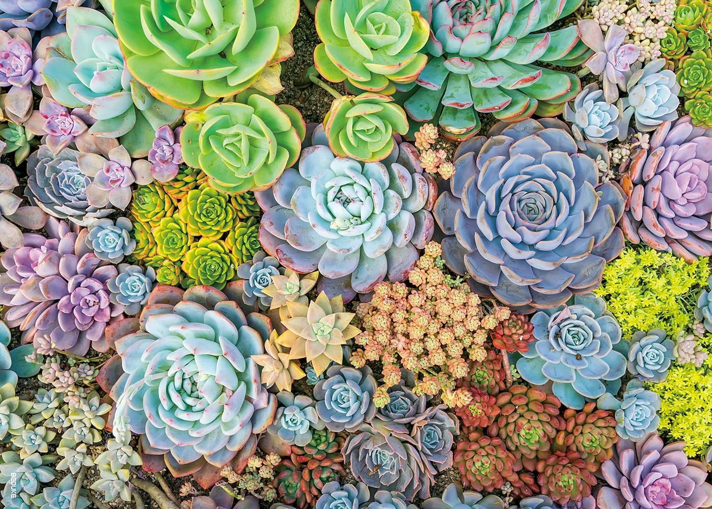 500pcs Puzzle for Adults,Succulent Plants Educational Decompression ...