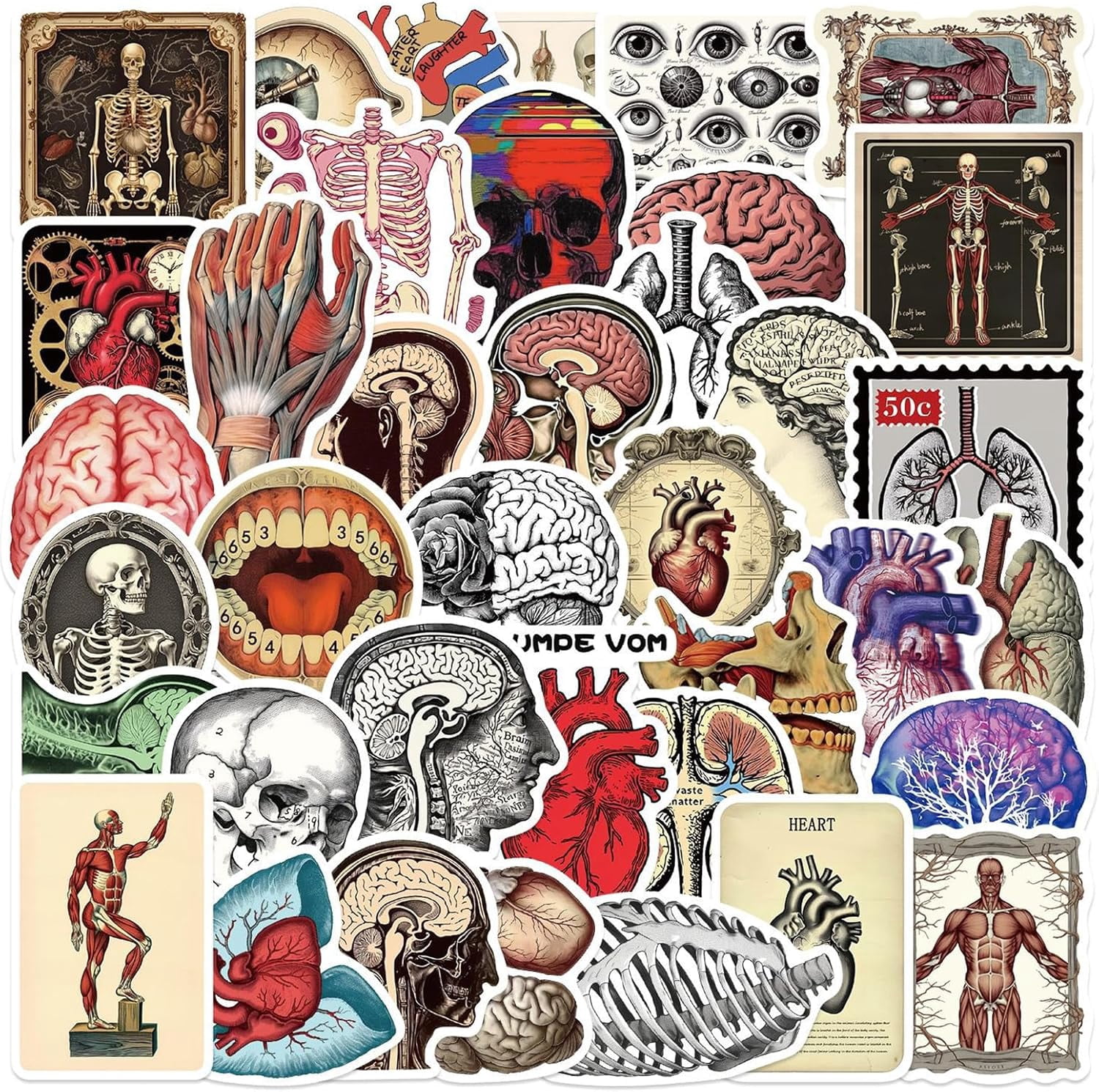 50PCS Body Organs Stickers, Human Organ Deals, Human Biology Student ...