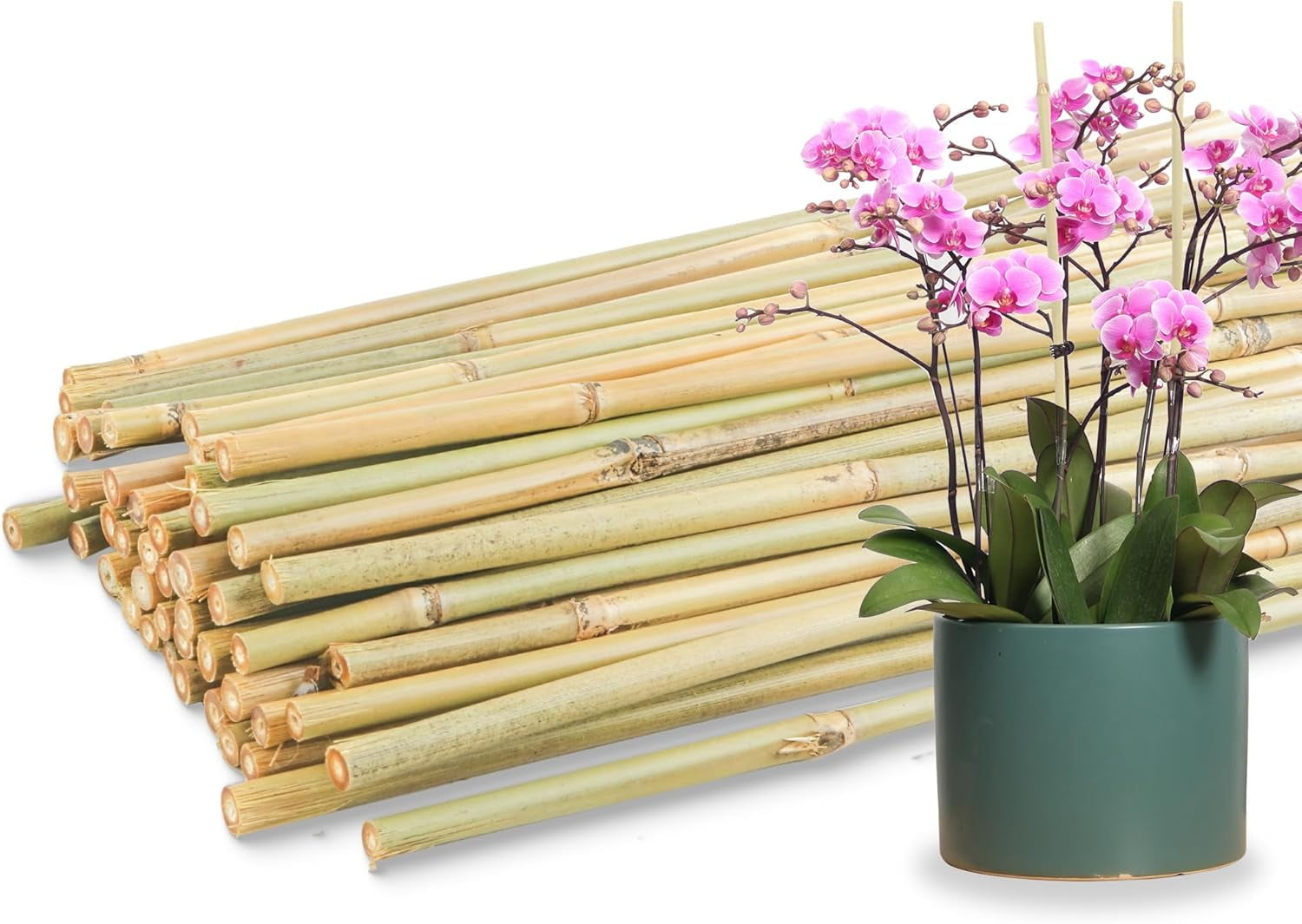 50Pcs / 16 inch Bamboo Plant Stakes for Indoor Outdoor Plants, Garden ...