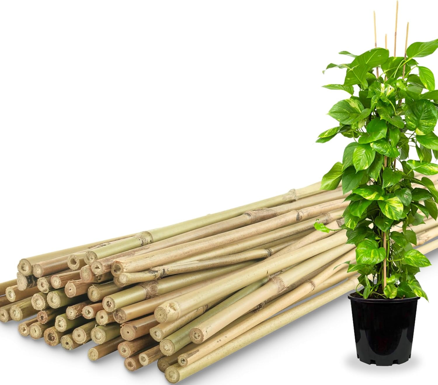 50Pcs / 4ft Bamboo Plant Stakes for Indoor Outdoor Plants, Garden Plant ...