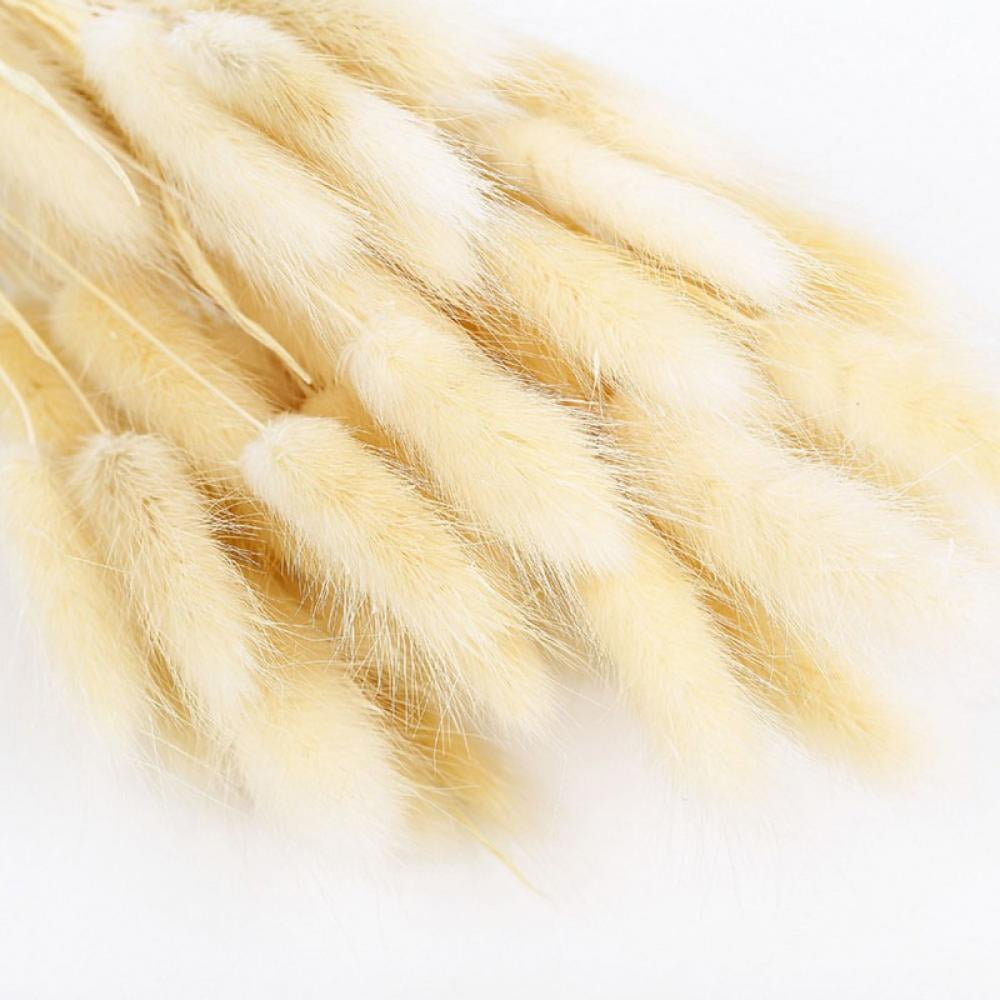 50Pcs Dried Bunny Tails Flowers, 18 in Rabbit Tail Grass Lagurus Ovatus ...