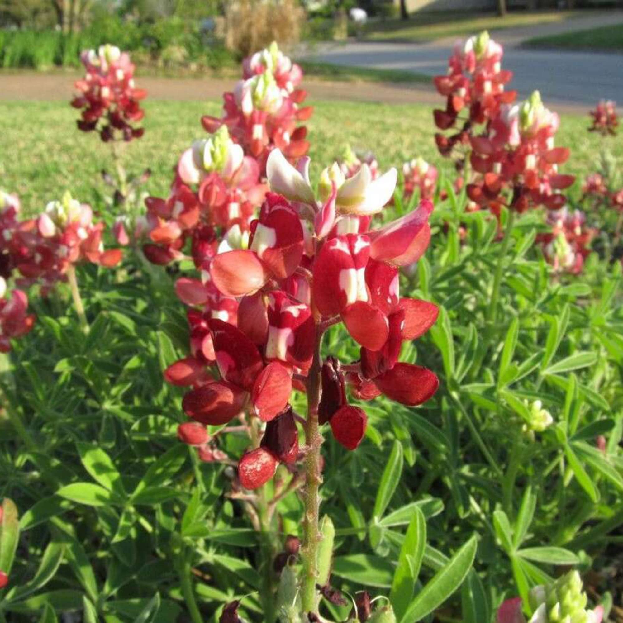 50Pcs Red Texas SCH4 Bluebonnets Seeds for Planting Drought Tolerant ...