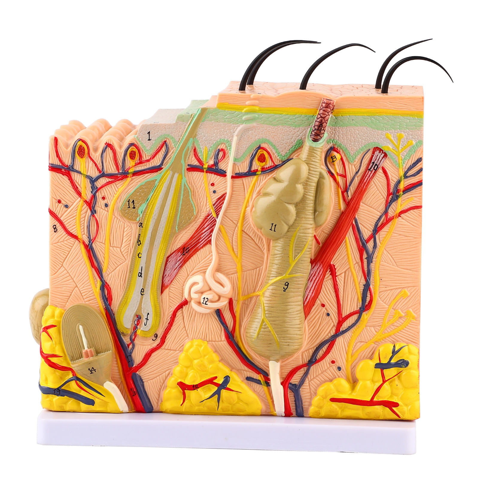 50X Three Dimensional Human Skin Magnified Model Anatomy Biology ...