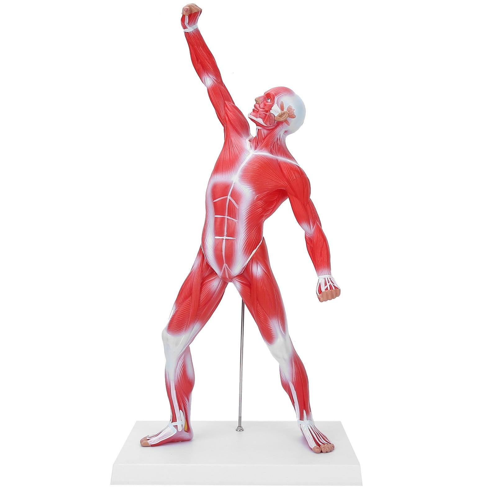 50cm Muscular System Model Human Muscles Model Displaying Body Muscle ...
