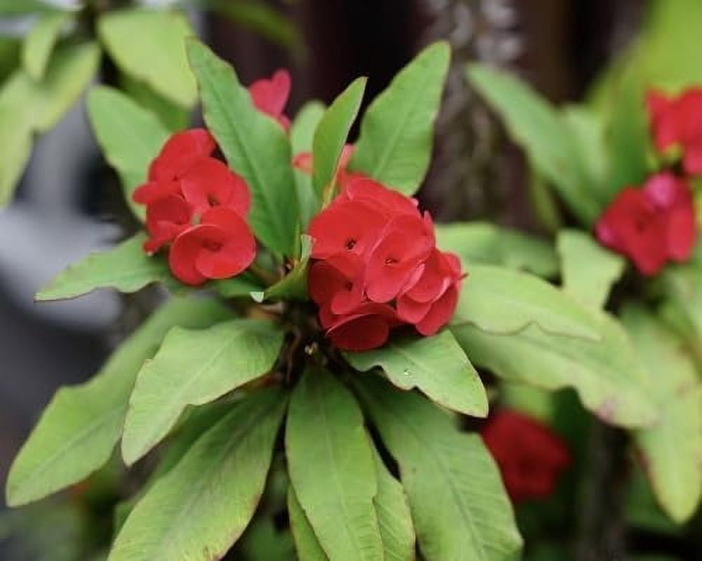 50pcs Mixed Crown of Thorns Seeds, BSL1 Colorful Euphorbia Succulent ...