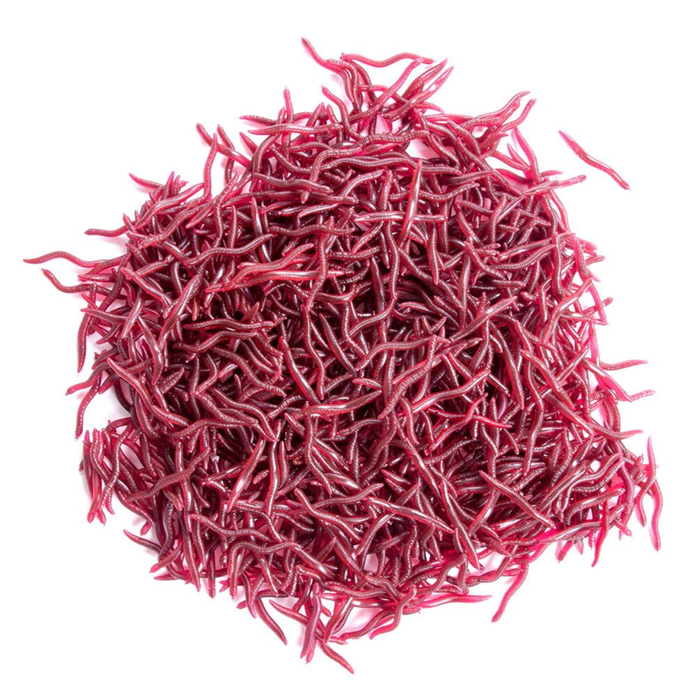 50pcs Soft Baits Earthworm Fishing Bait Red Worm Lures Crankbaits ...