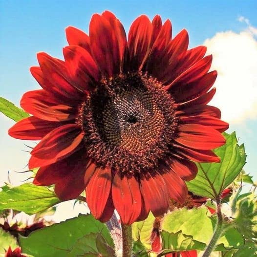 50pcs Velvet QueenITSC Sunflower Seeds Big Red Sun Flower Rouge ...