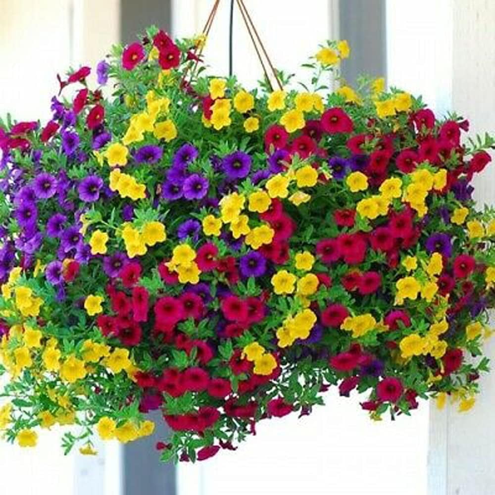 5100+ Petunia Seeds Grandiflora Flowers Mixed SMRRainbow Color for ...