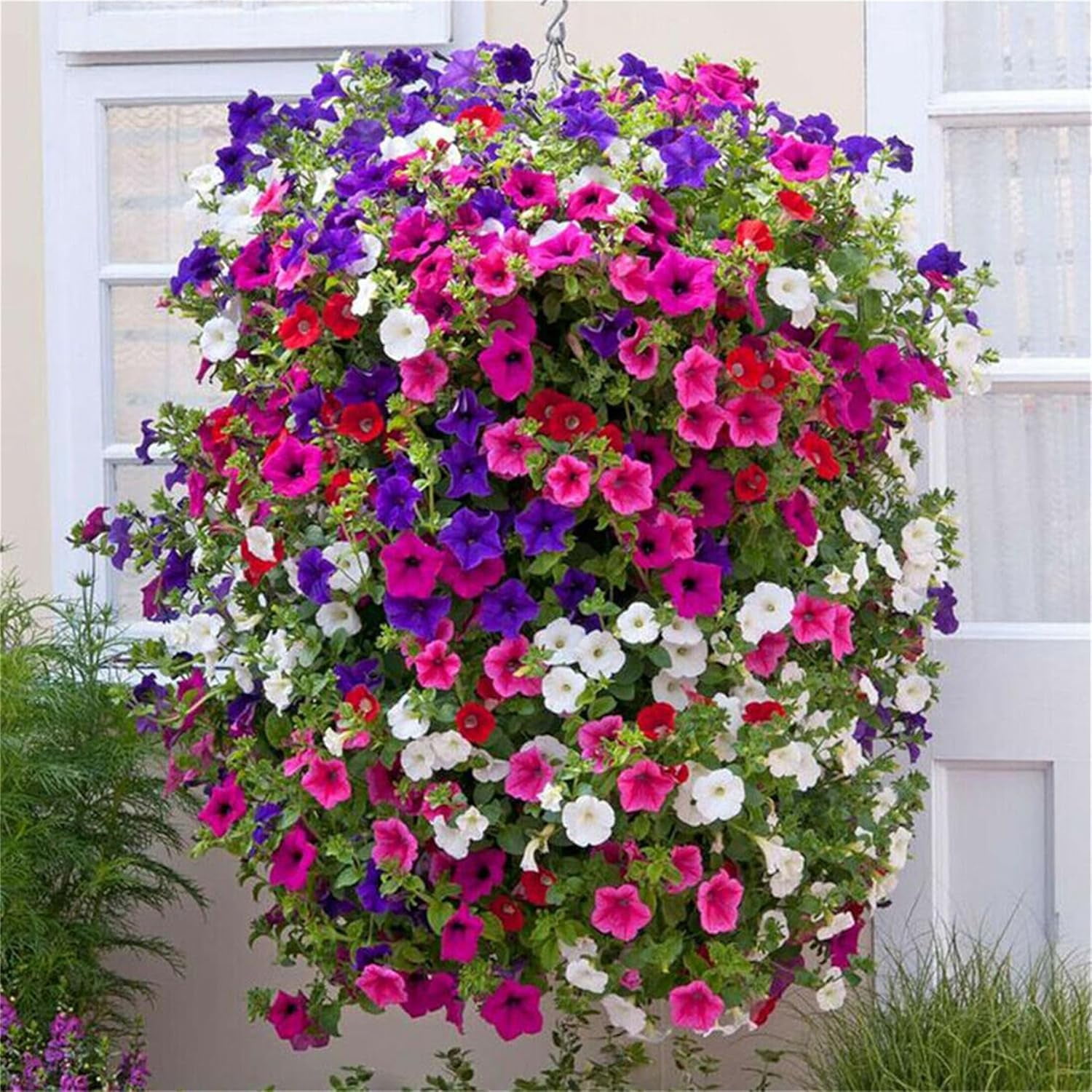 5200+ Petunia Seeds Grandiflora Flowers Mixed Rainbow MHD1Color for ...