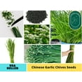 55 Seeds| Chinese Chives Garlic Seeds- Authentic Seeds ~ GMO Free ...