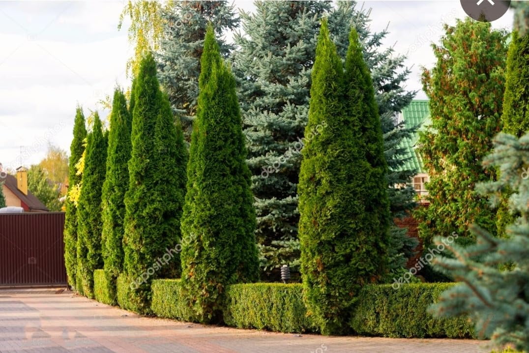 55 Thuja Tree Seeds Golden Oriental Arborviate-Eastern Cedre Seeds ...