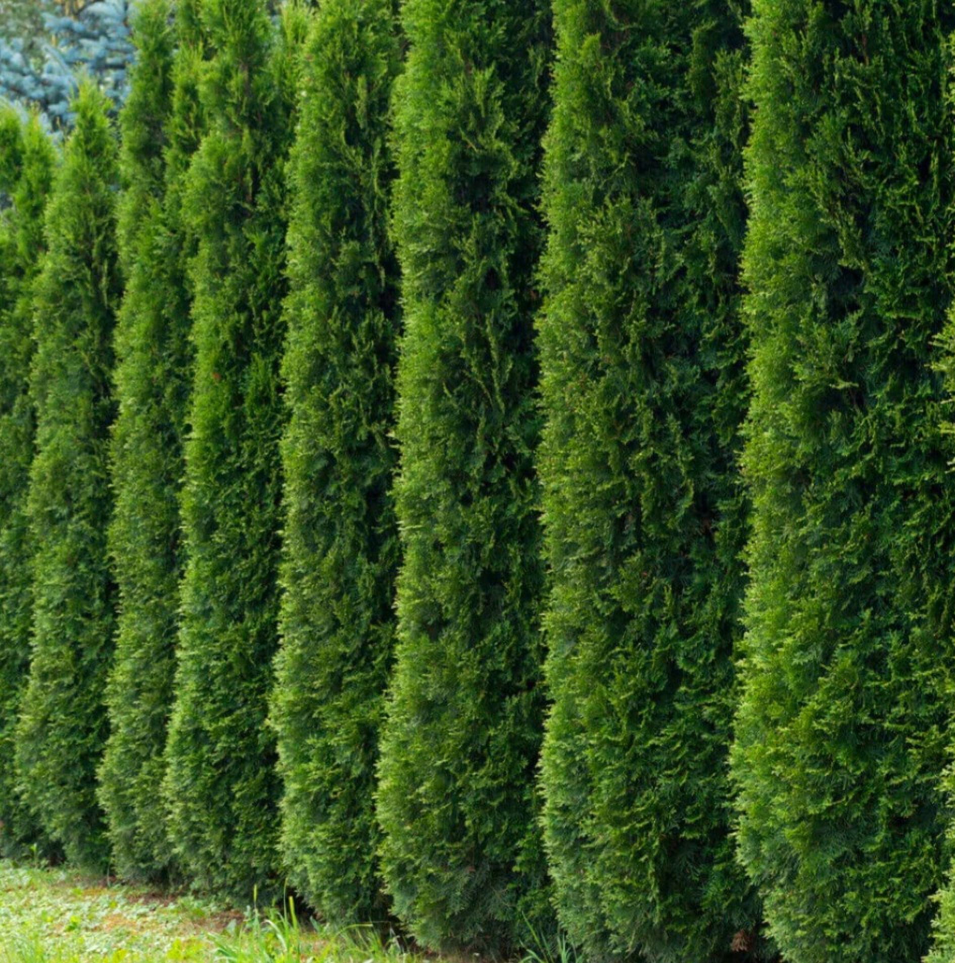 55 Thuja Tree Seeds Golden Oriental Arborviate-Eastern Cedre Seeds ...