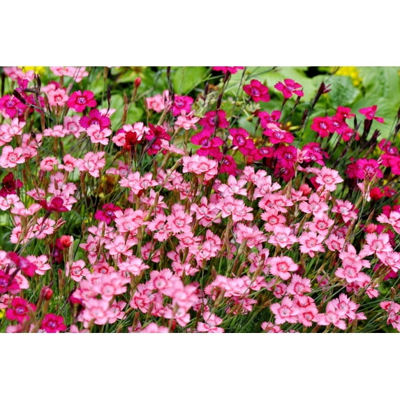 550 MAIDEN PINKS Dianthus Deltoides Flower Seeds - Walmart.com