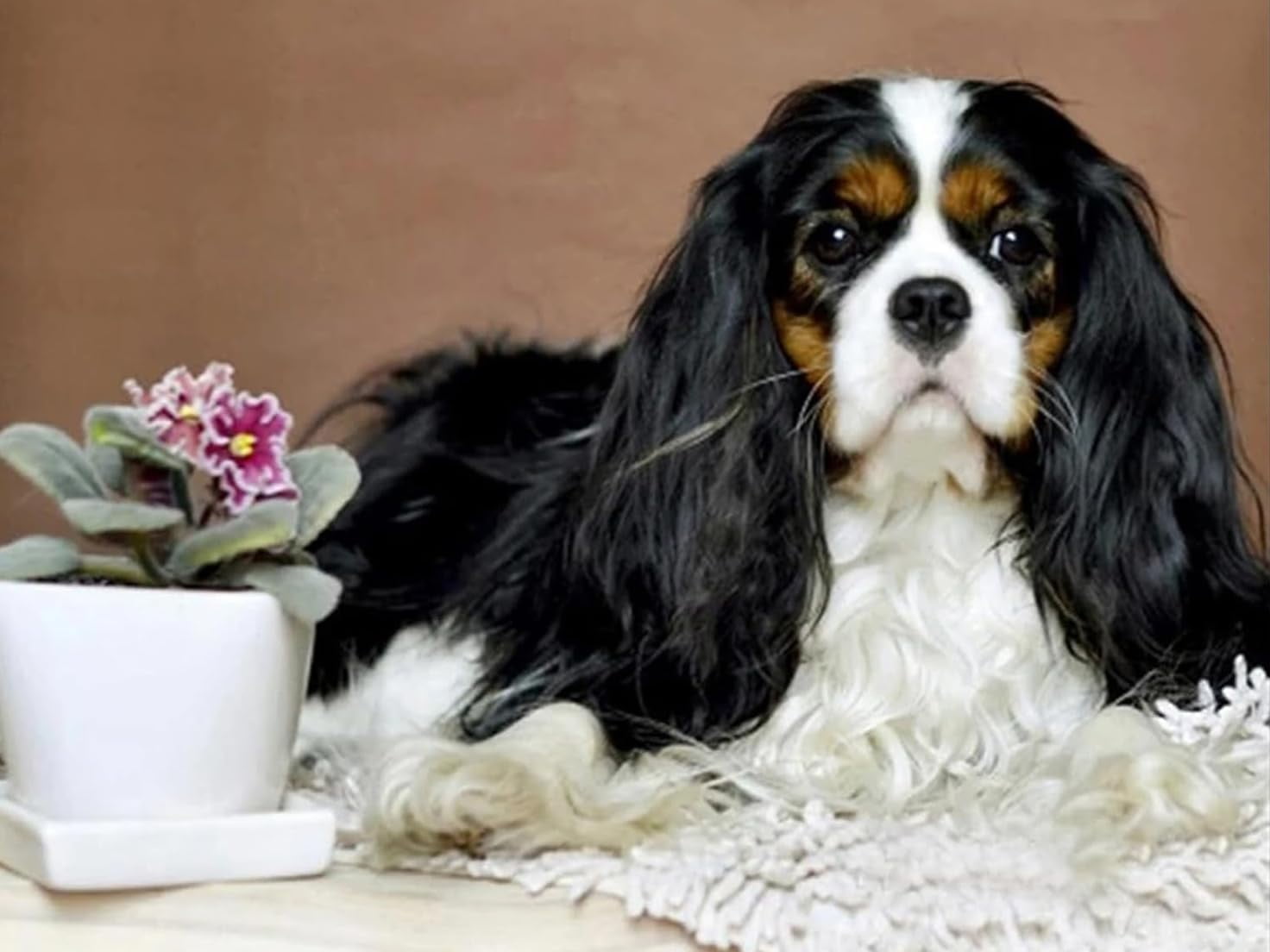 5D DIY Diamond Painting Kits, Cavalier King Charles Spaniel Dog Diamond ...