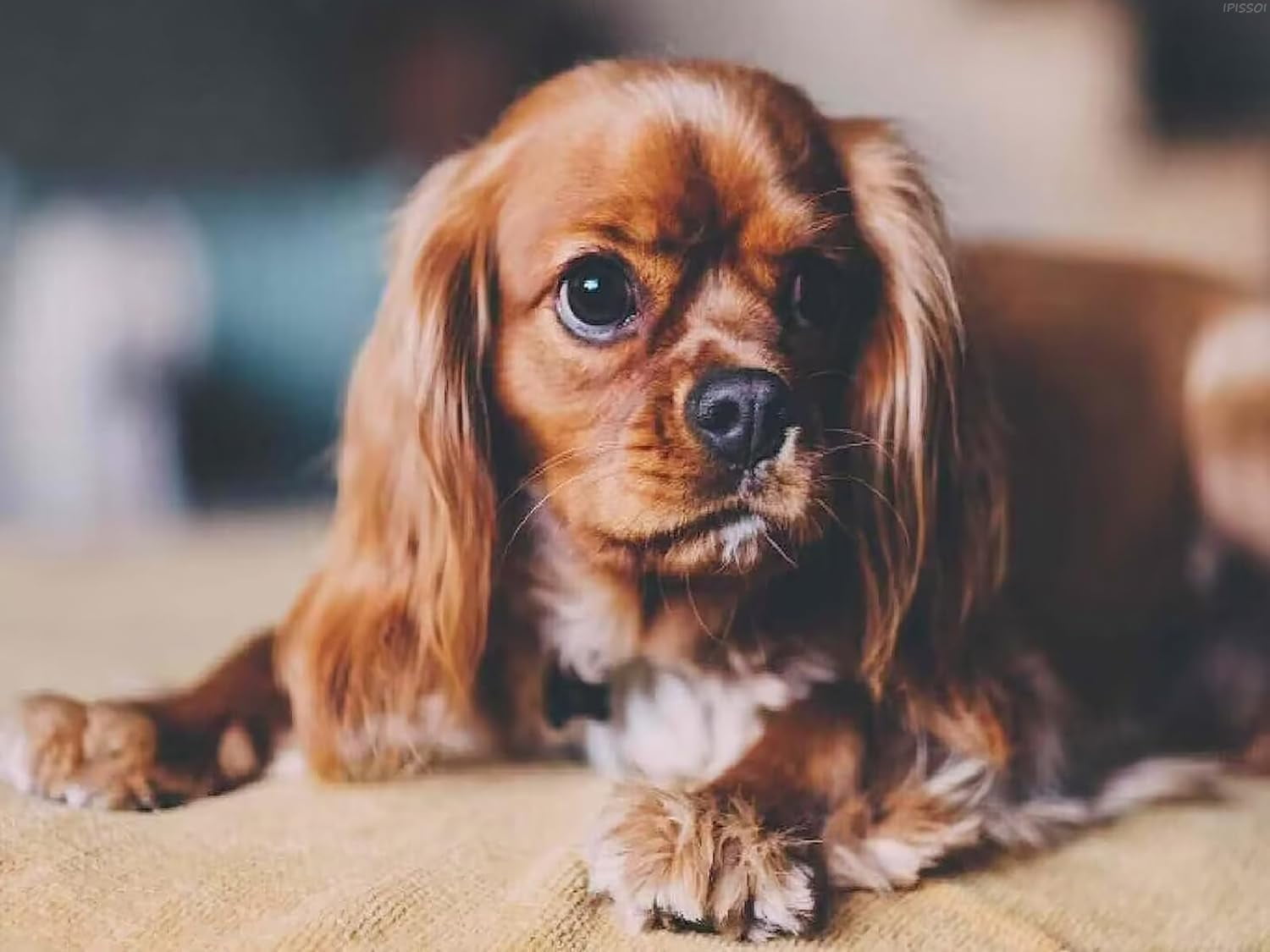 5D DIY Diamond Painting Kits Cavalier King Charles Spaniel Full Drill ...