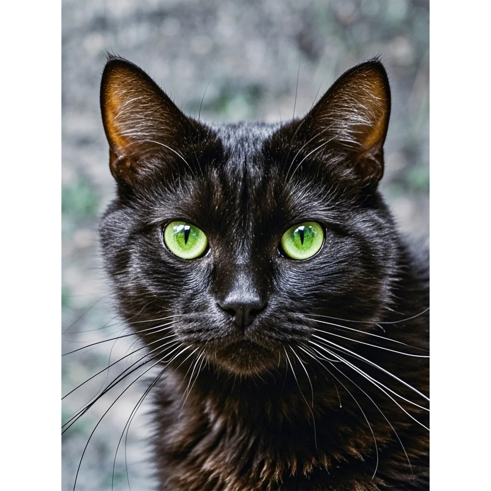 5D Diamond Painting Kits for Beginners,Black little cat Mumbai cat ...
