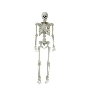 Posable Skeleton