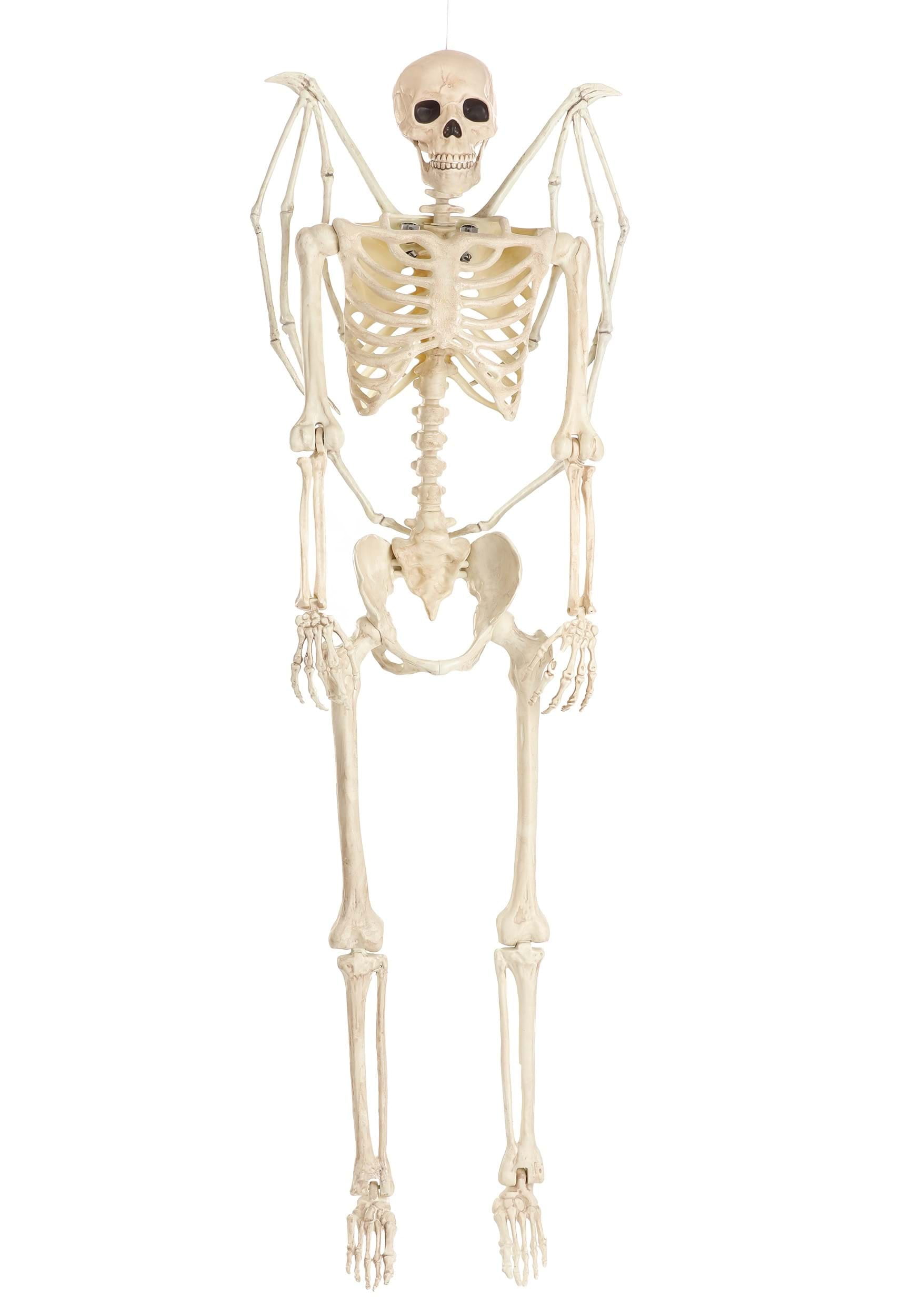 5 Ft Posable Skeletonnull