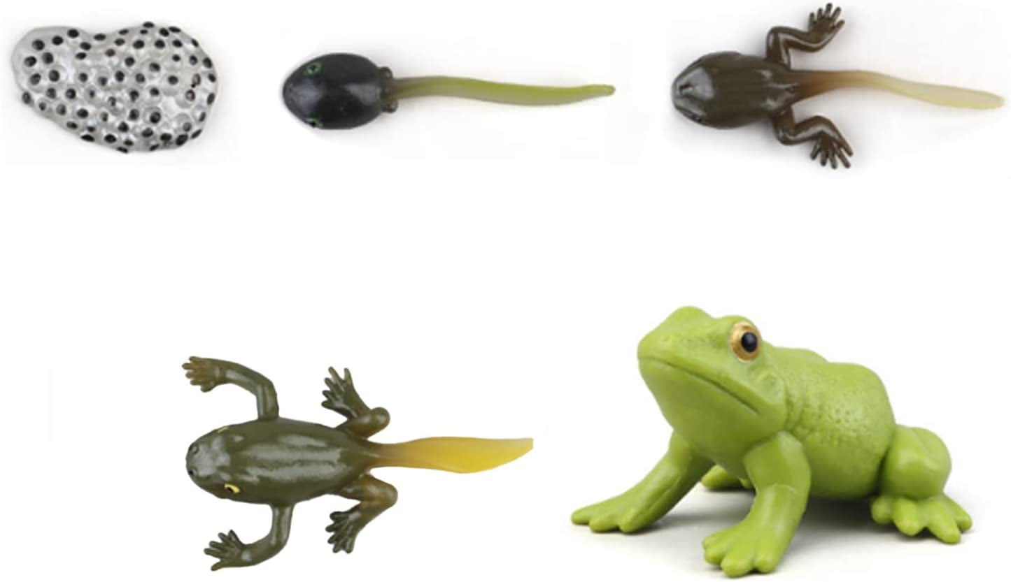 5PC Insect Figurines Life Cycle of Rooster, Ant, Bee, Butterfly ...