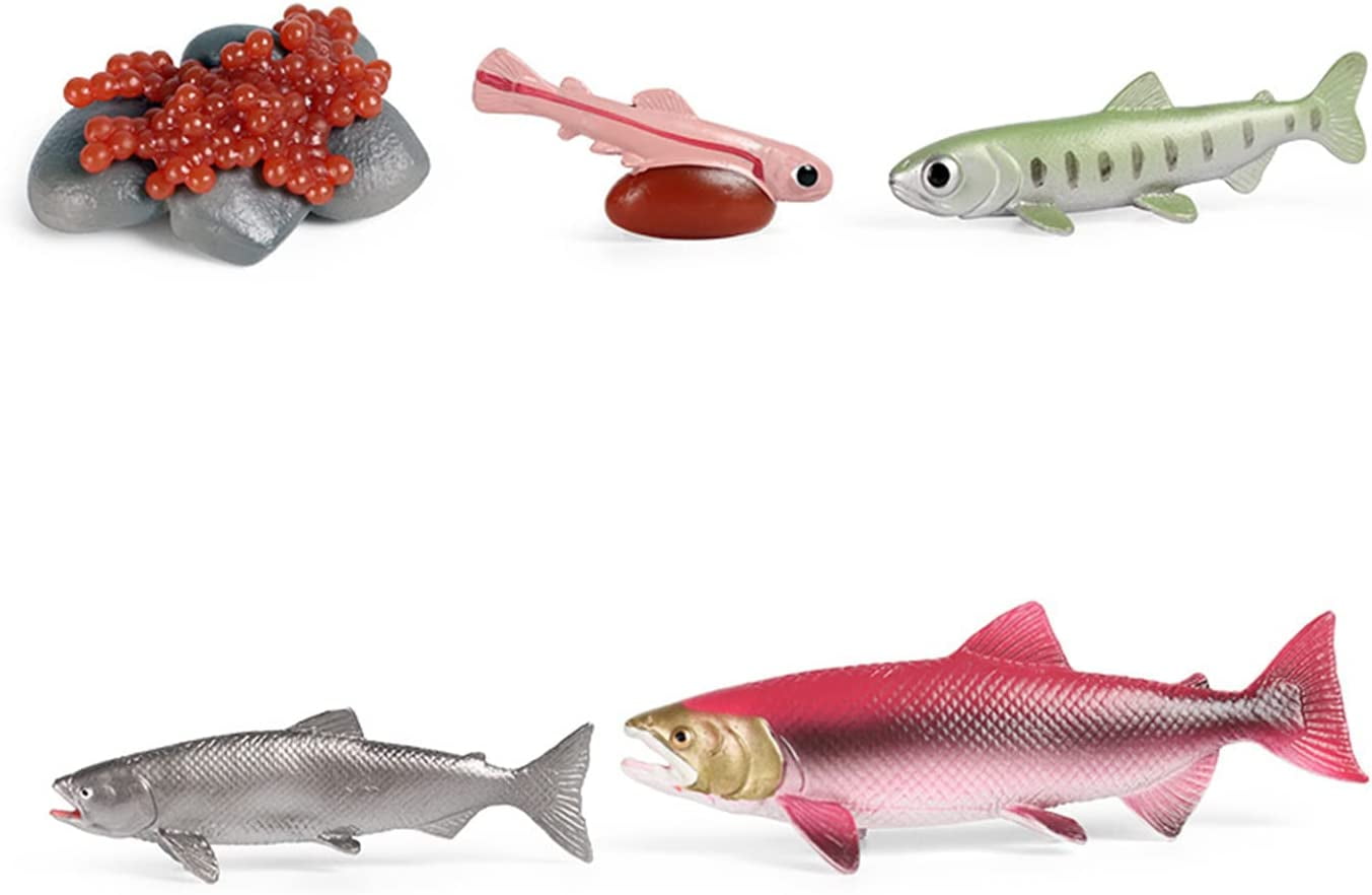 5PC Insect Figurines Life Cycle of Rooster, Ant, Bee, Butterfly ...