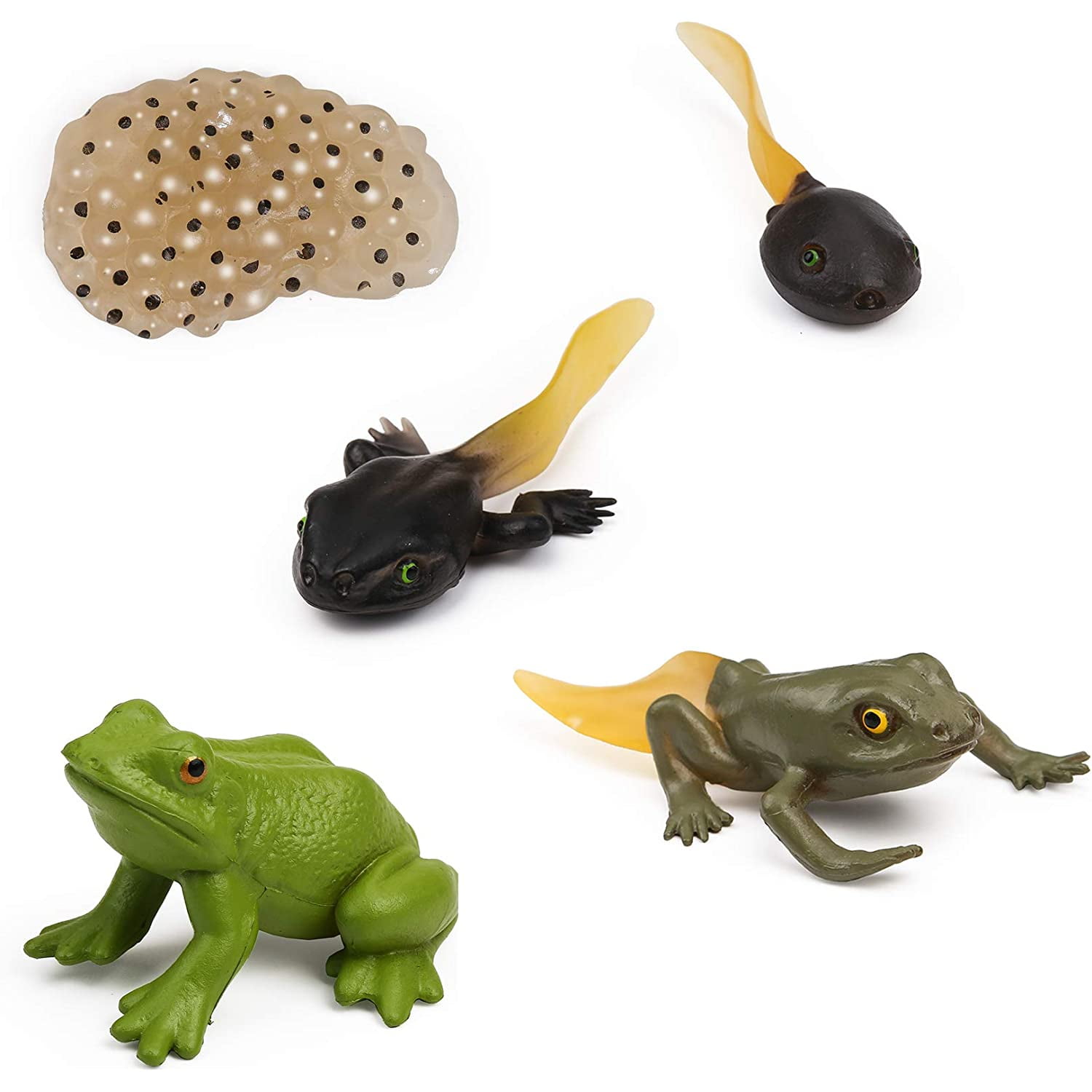 5PCS/Set Frog Life Cycle Figures Realistic Frog Life Stages Model Toy ...