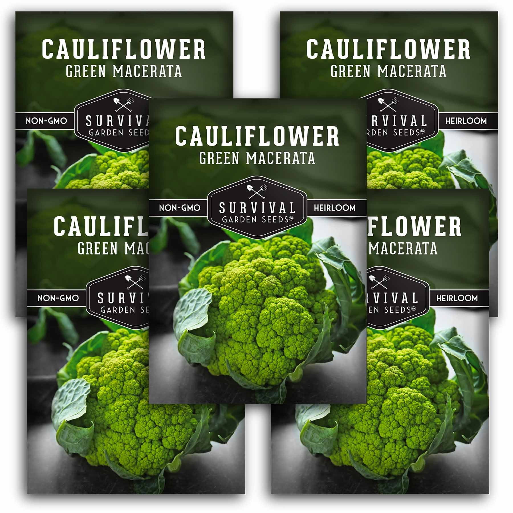 5Packs Green Macerata Cauliflower Seed - Heirloom Biennial Full Sun ...
