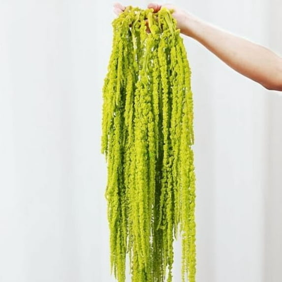 5Pcs Dried Amaranthus Hanging Flowers, 23" Neon Green Preserved Natural ...