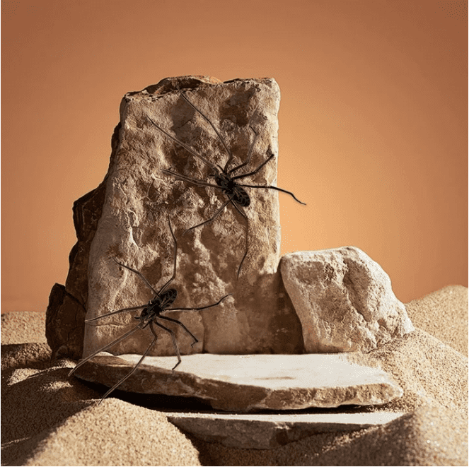 5Pcs Spider Refrigerator Sticker, Realistic Spider Magnet, Cute Spider ...