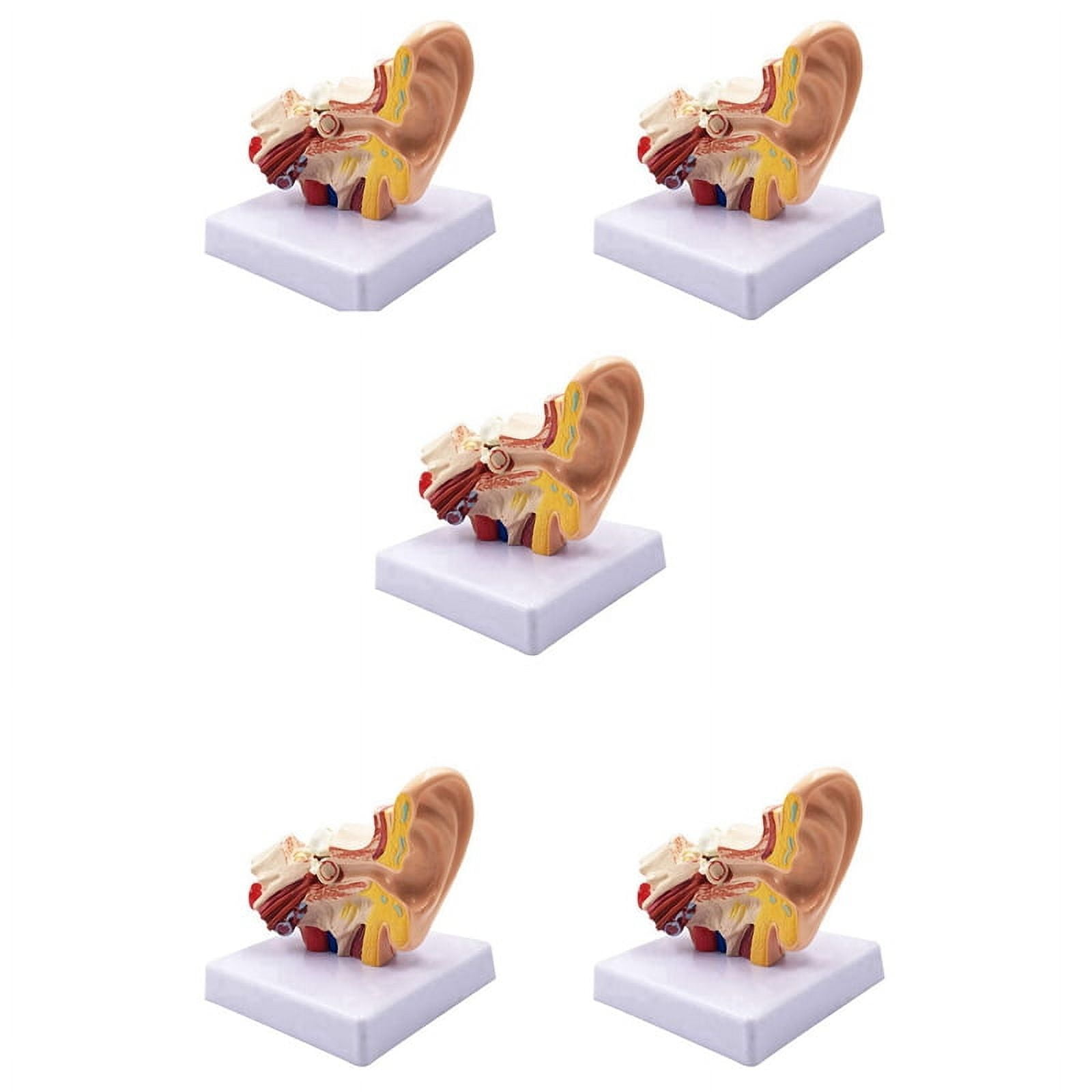 5X 1.5X Human Ear Anatomy Model - Professional Desktop Inner Ear ...
