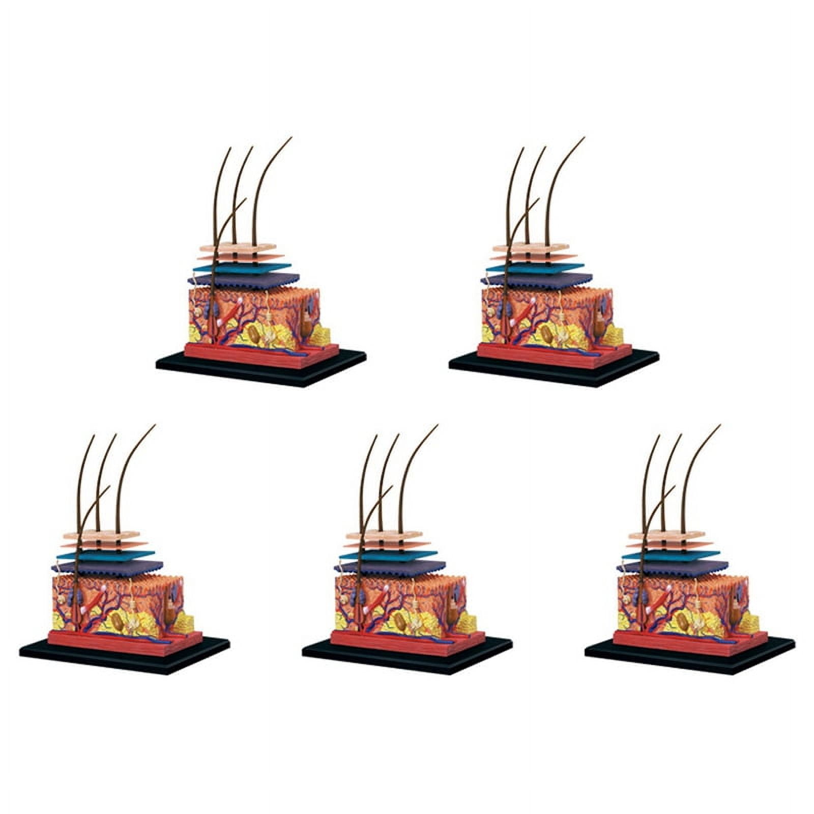 5X 4D Human Skin Model Hair Organs Assembling Puzzle Model Teaching ...