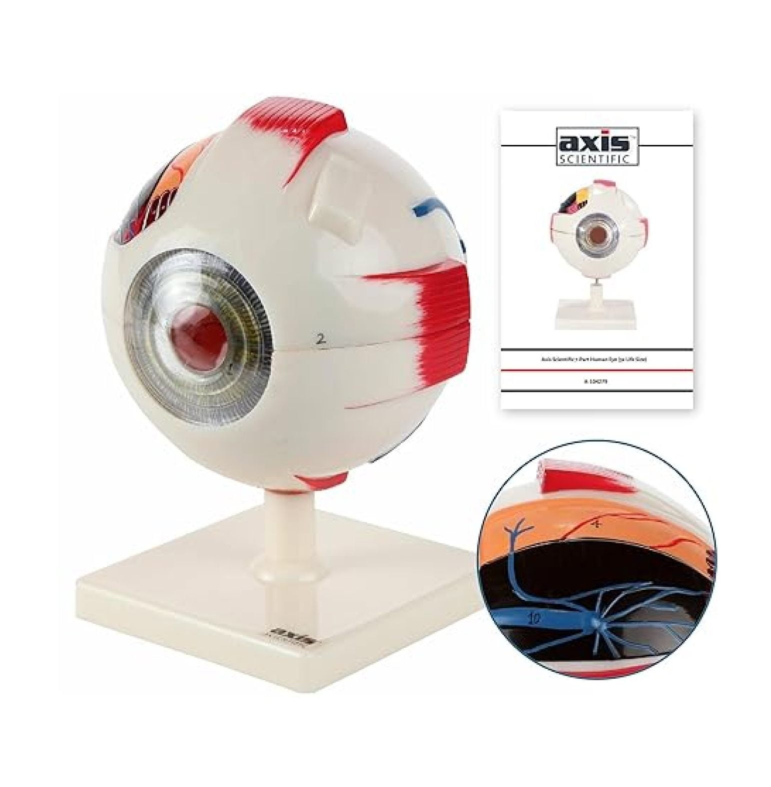 5X Enlarged Human Eye Model, Realistic 7-Part Eyeball Anatomy Model ...