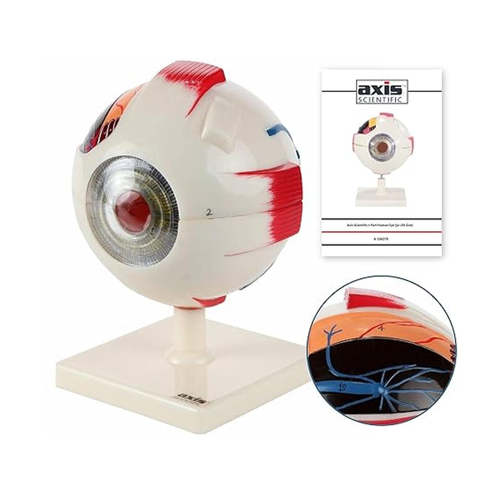 5X Enlarged Human Eye Model, Realistic 7-Part Eyeball Anatomy Model ...