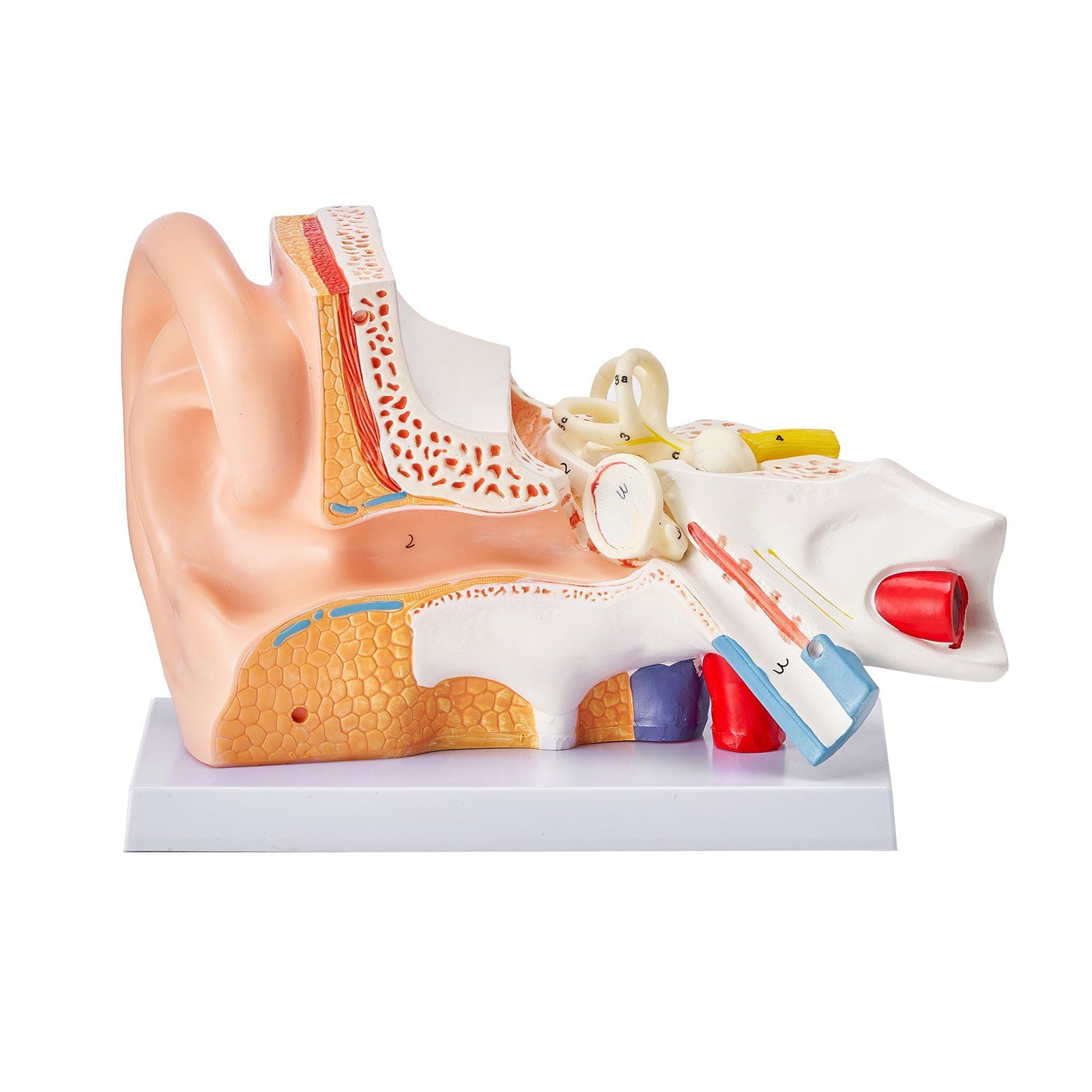 5X Magnified Human Ear Model, 3-Part Detachable PVC Ear Anatomy for ...