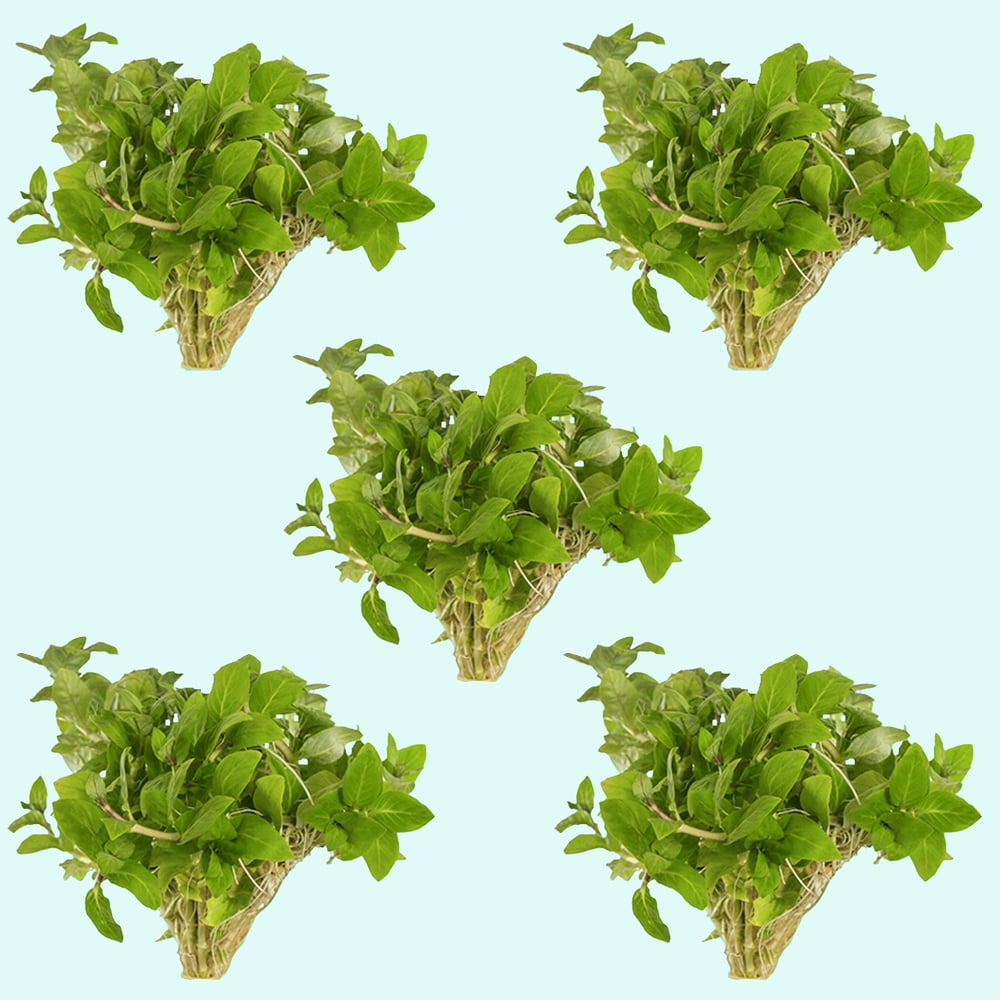 5X Staurogyne S Repens Clumps Live Aquarium Plants - Walmart.com