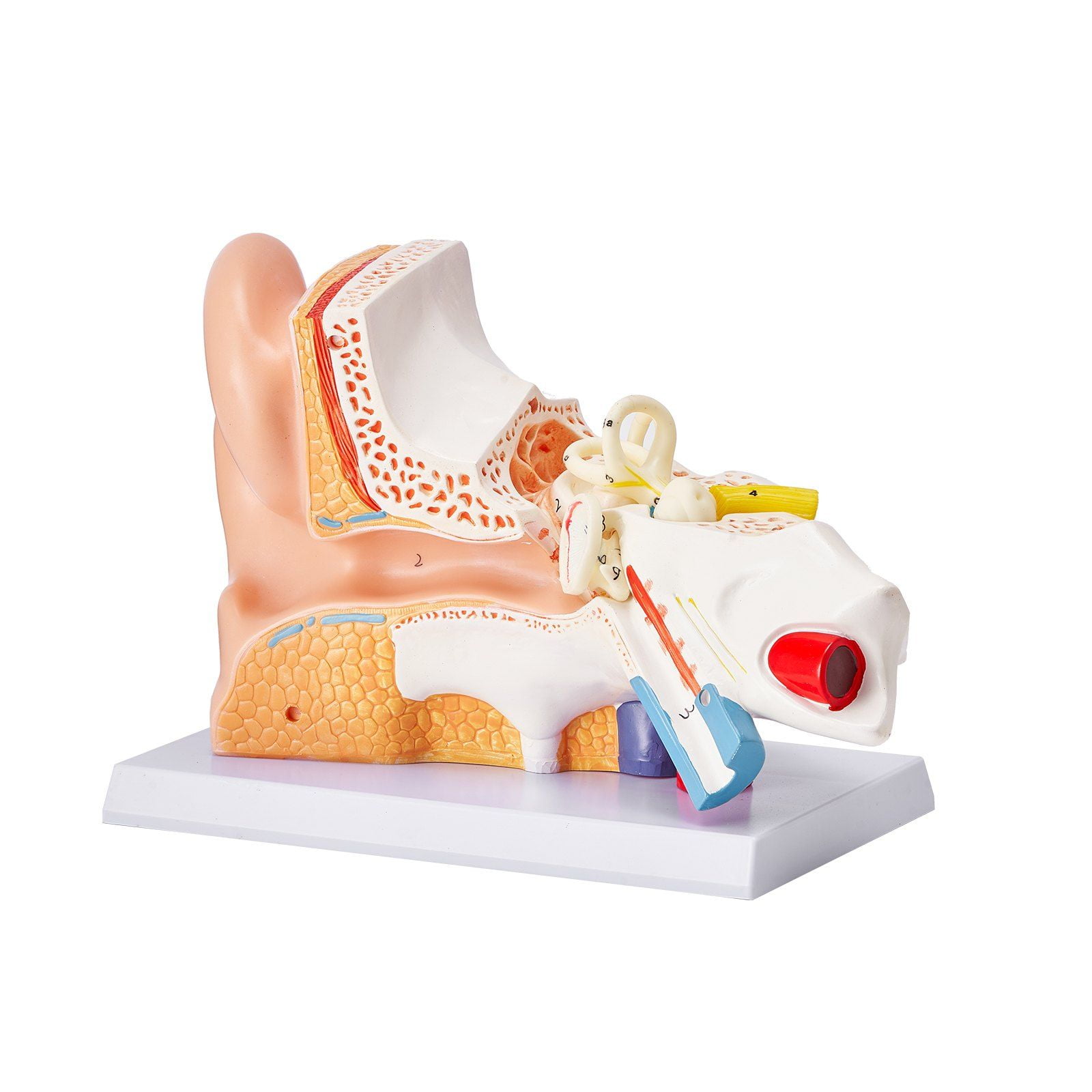 5X enlarged human ear anatomy model, 3-part PVC display, with physiology education base ...